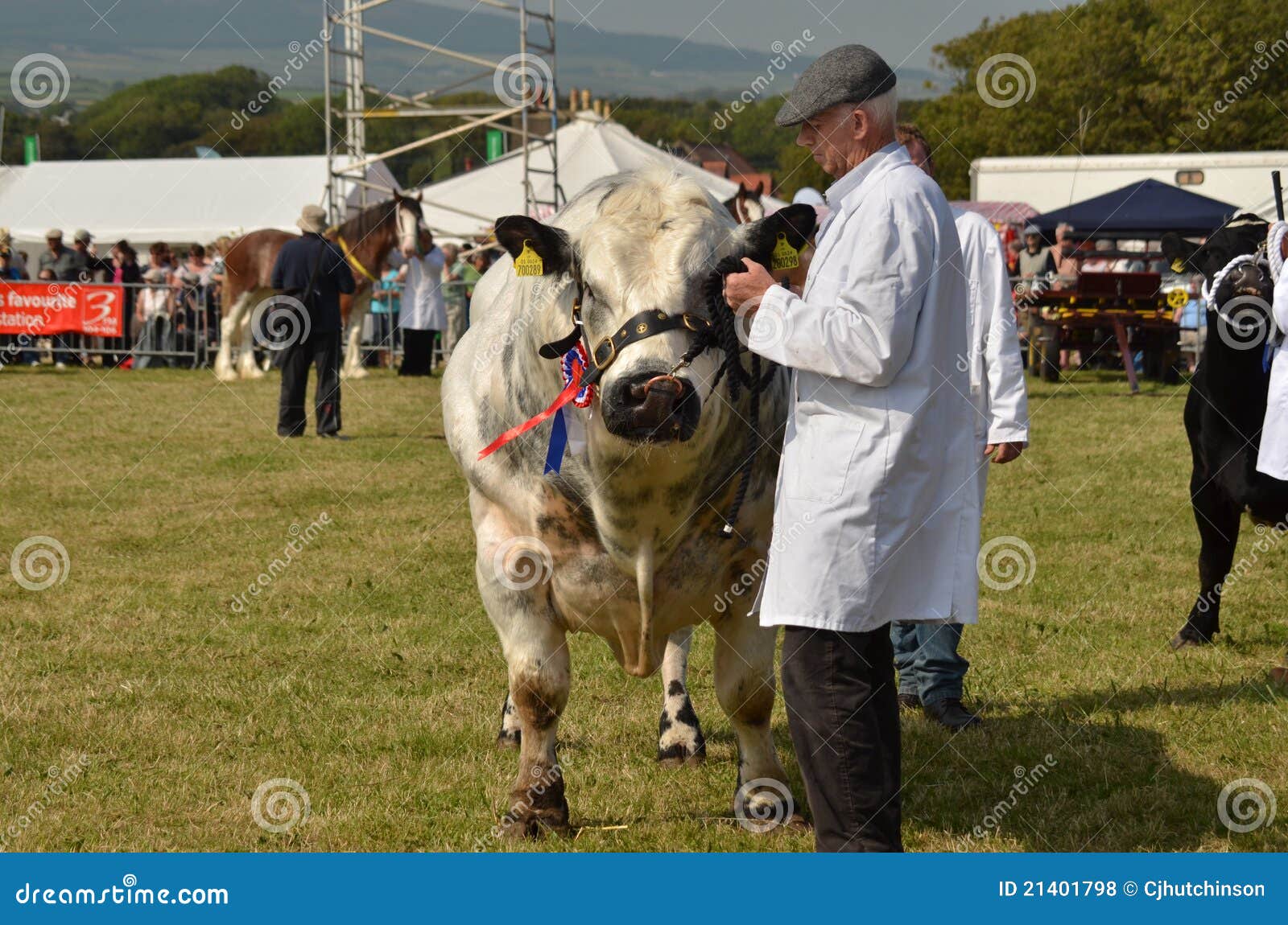 Bull at Southern Show editorial stock photo. Image of nose - 21401798