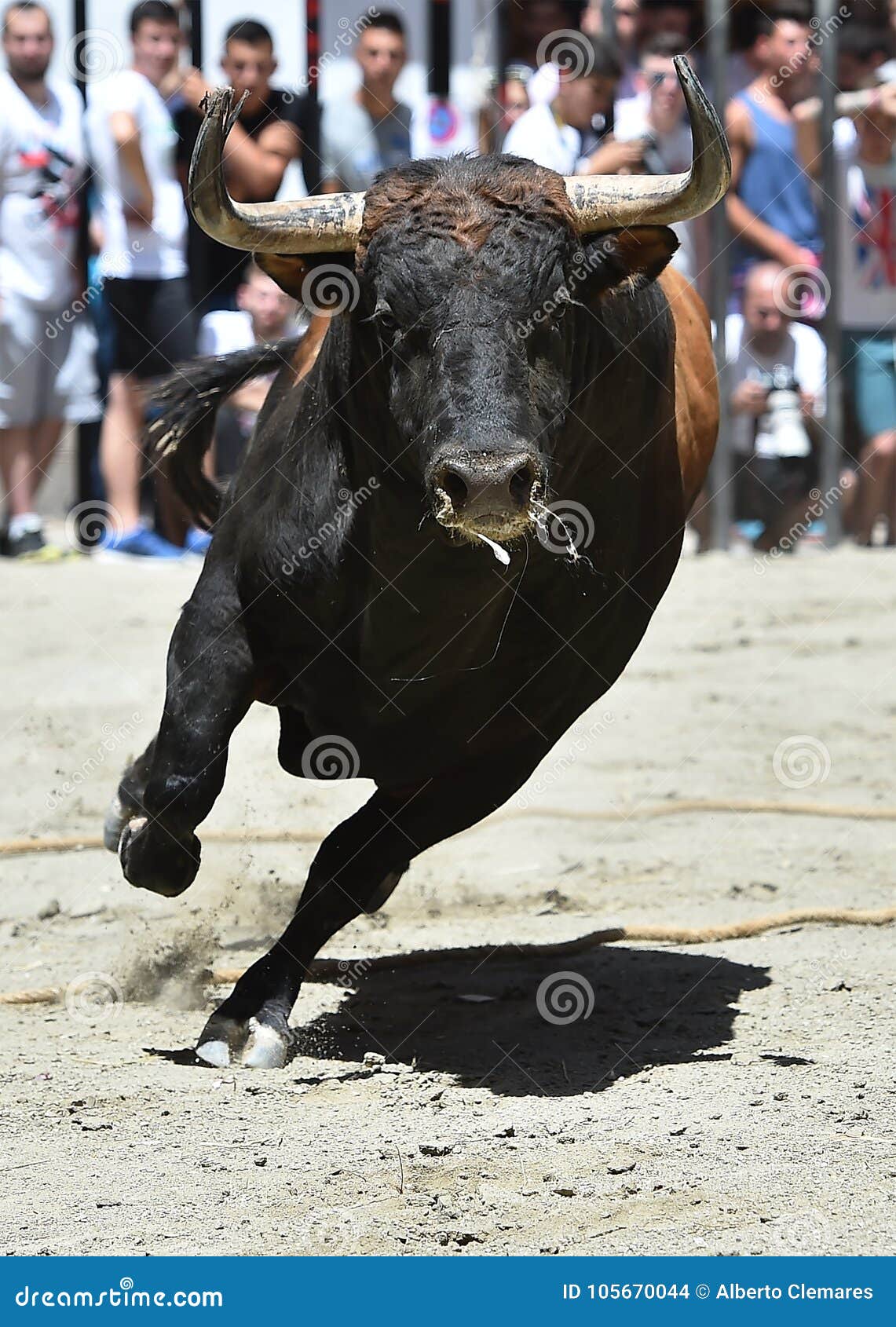 Spanish bull stock photo. Image of horns, bull, spanish - 105670044