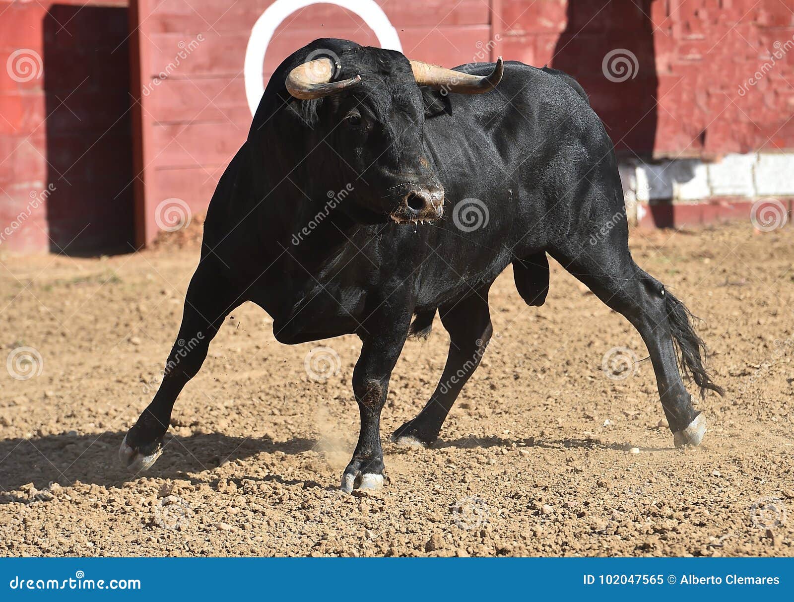 Bull editorial image. Image of bullfight, bullring, bravery - 102047565