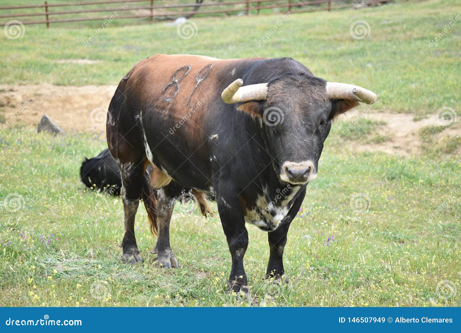 Bull in Spain on the Cattle Raising Stock Image - Image of cattle ...