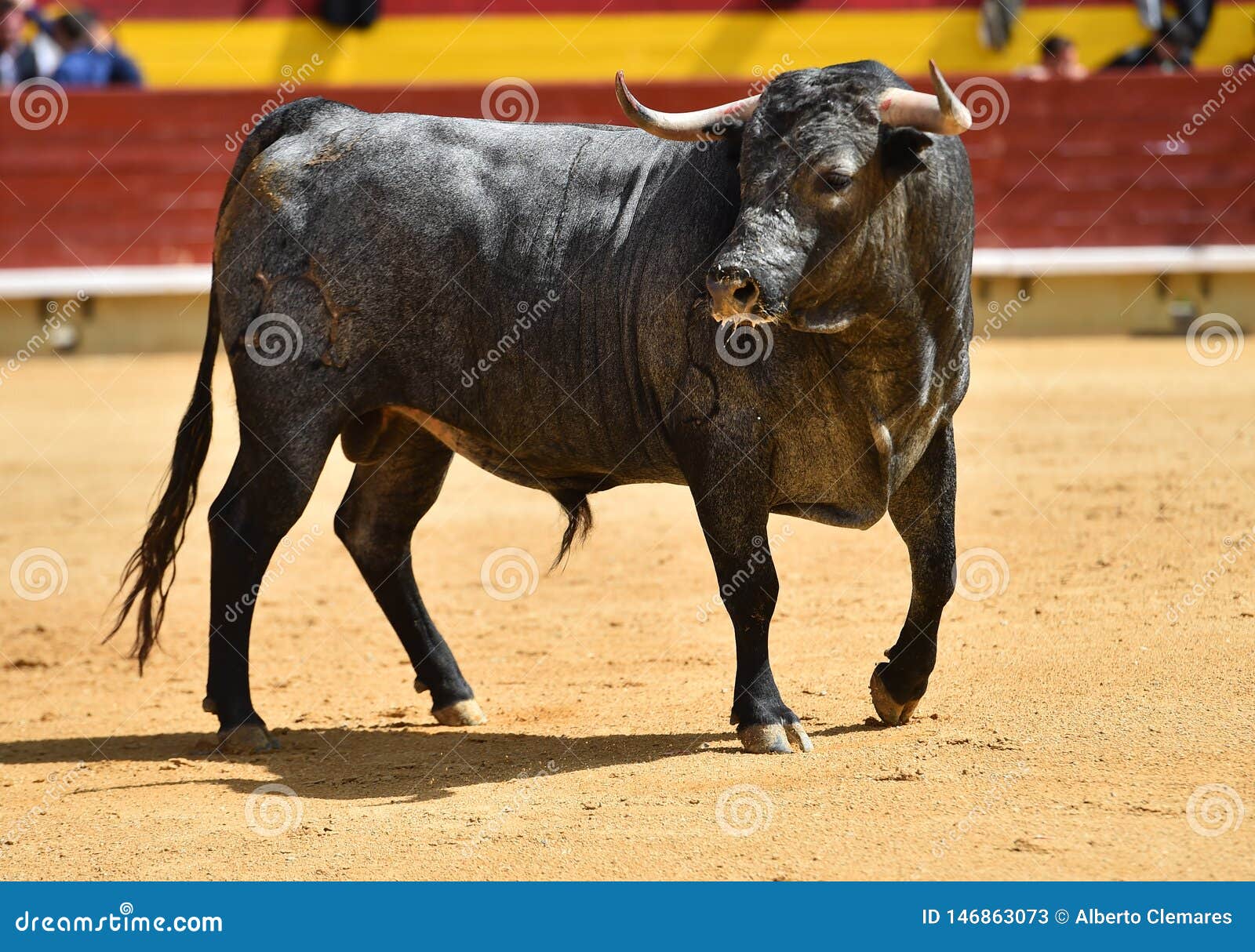 Bull in Spain Running in Bullring Stock Image - Image of bravery, brave ...