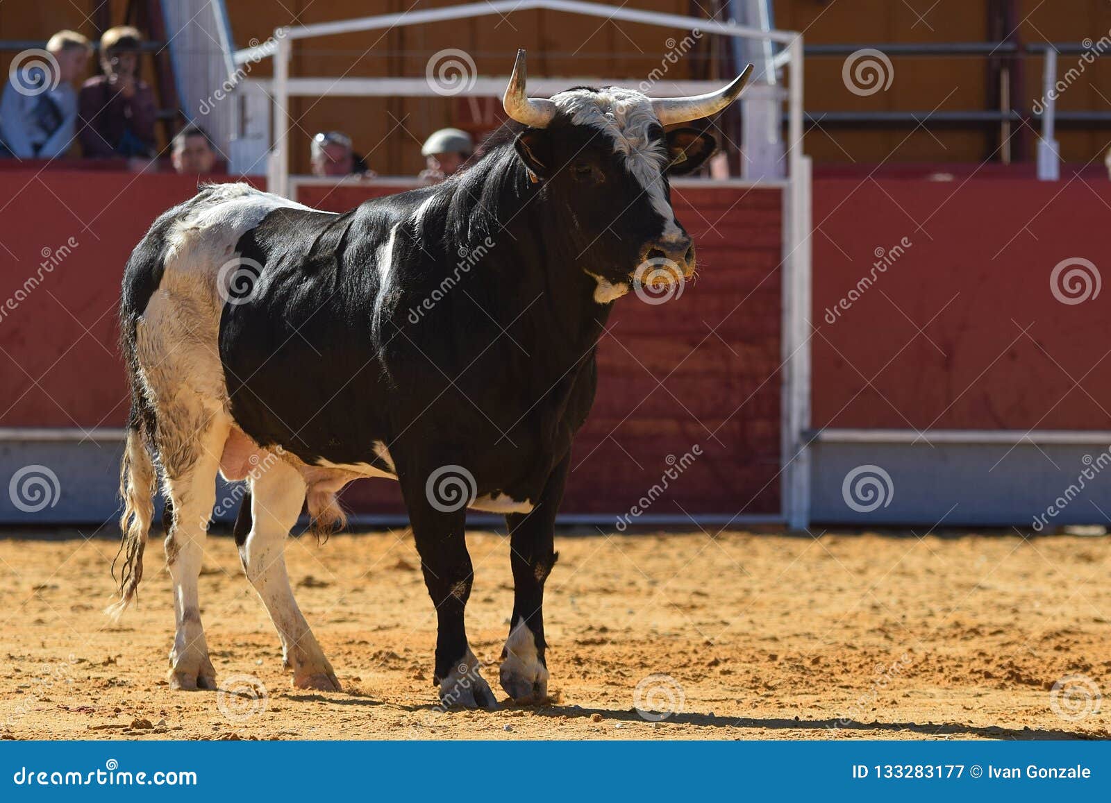 Bull Spanish bravo stock image. Image of tradition, bravo - 133283177