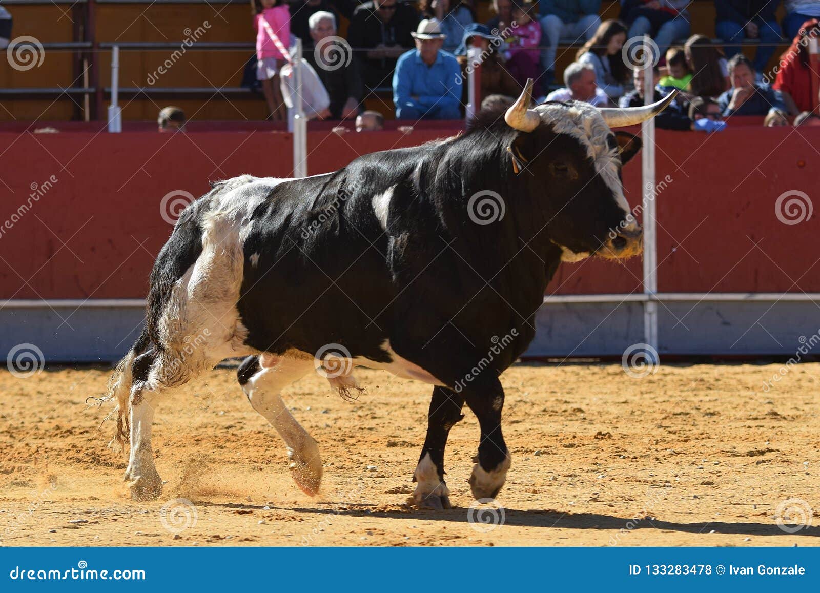 Bull Spanish Traditional In Spain Editorial Image | CartoonDealer.com ...