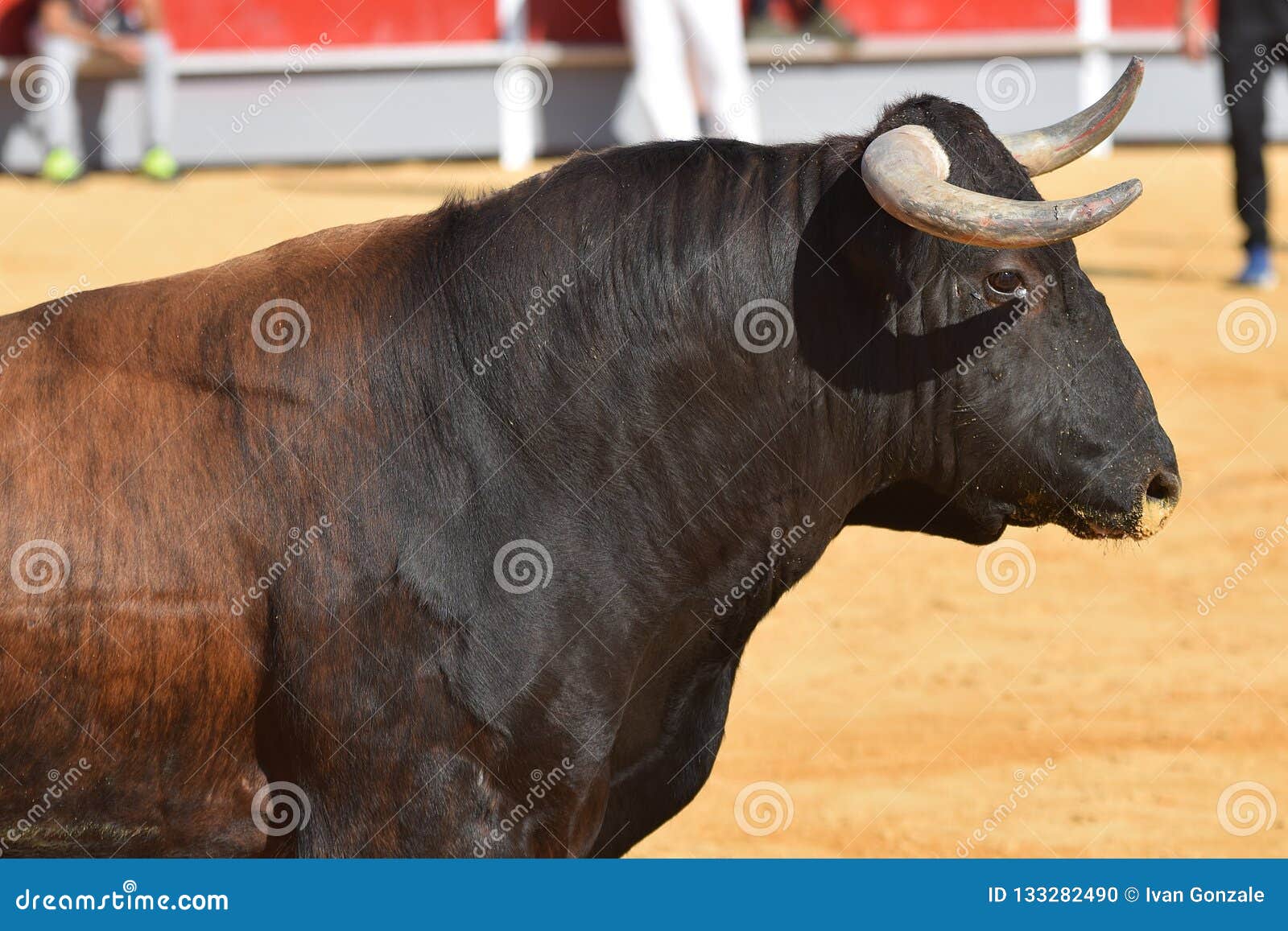 Bull Spanish bravo stock photo. Image of bull, culture - 133282490