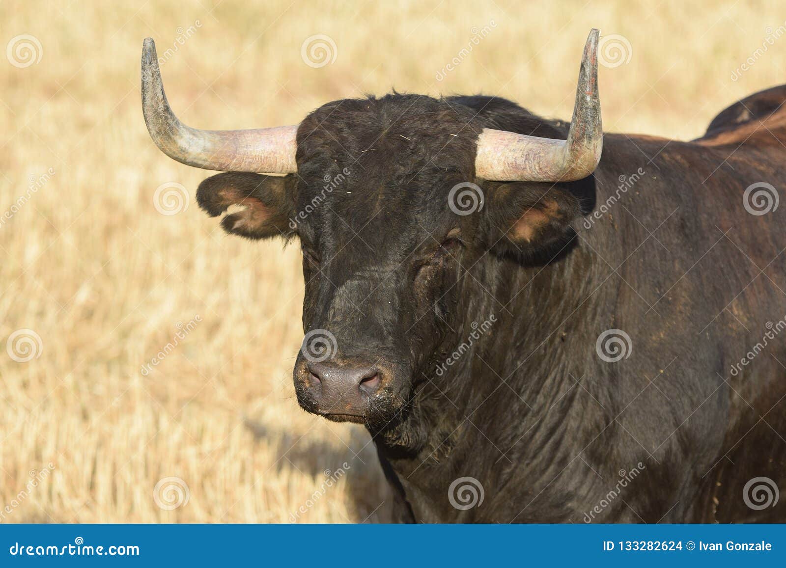 Bull Spanish bravo stock photo. Image of culture, spanish - 133282624