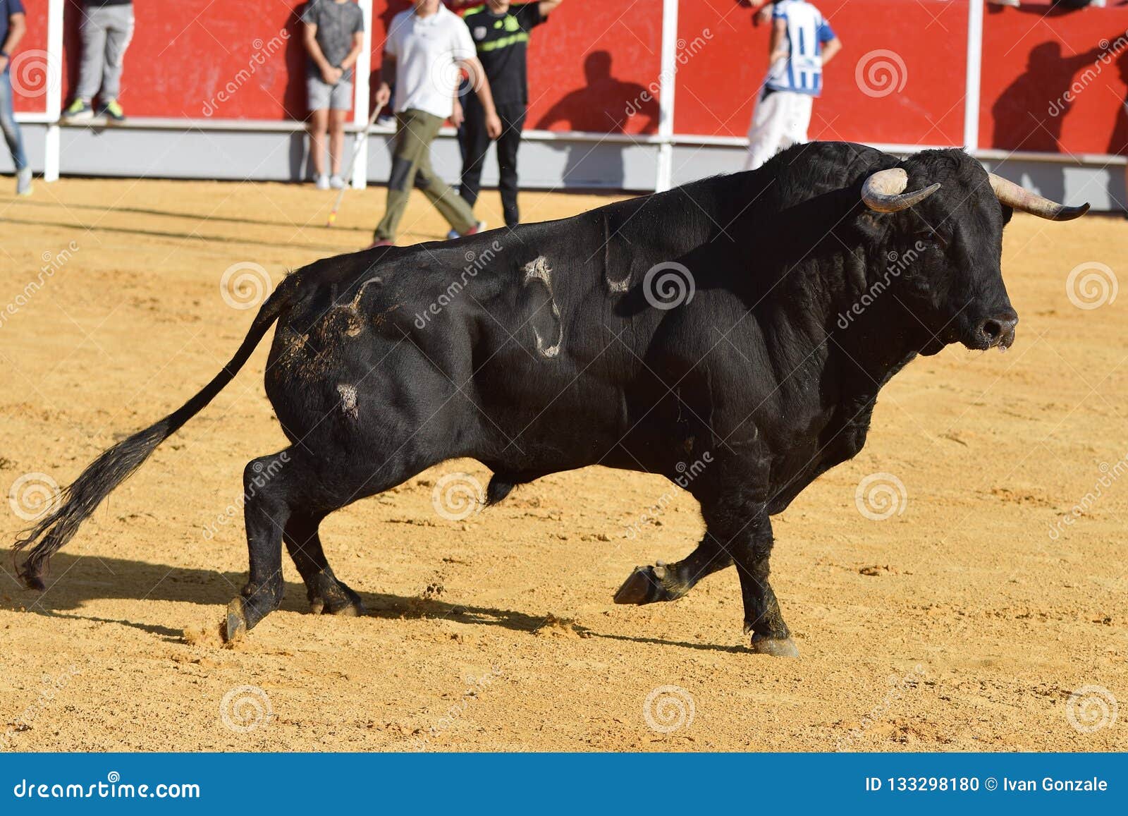 Bull Spanish bravo stock photo. Image of dangerous, bravo - 133298180
