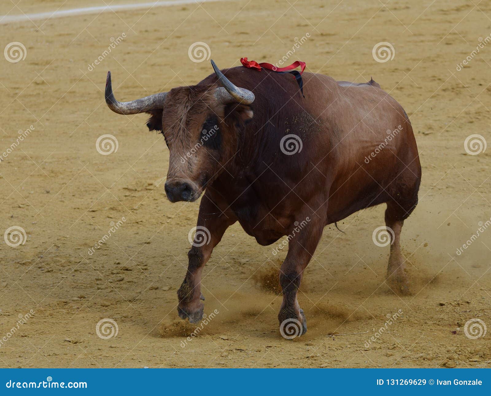 Bull stock image. Image of bull, bullfighter, spanish - 131269629