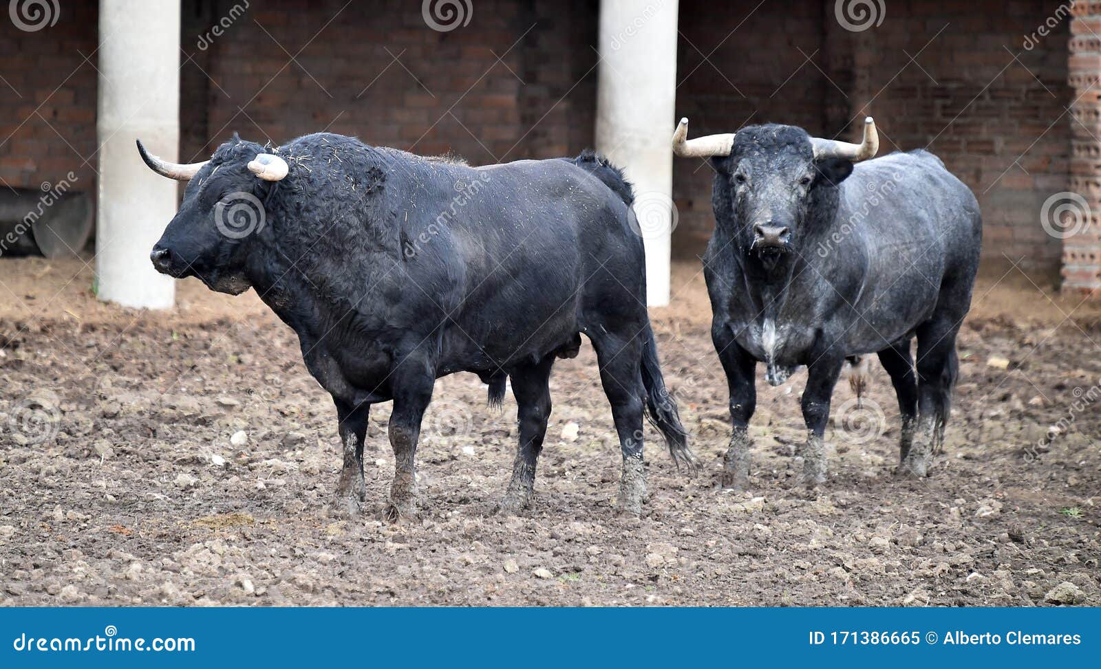 A Bull in the Spanish Cattle Raising Stock Image - Image of face, fight ...