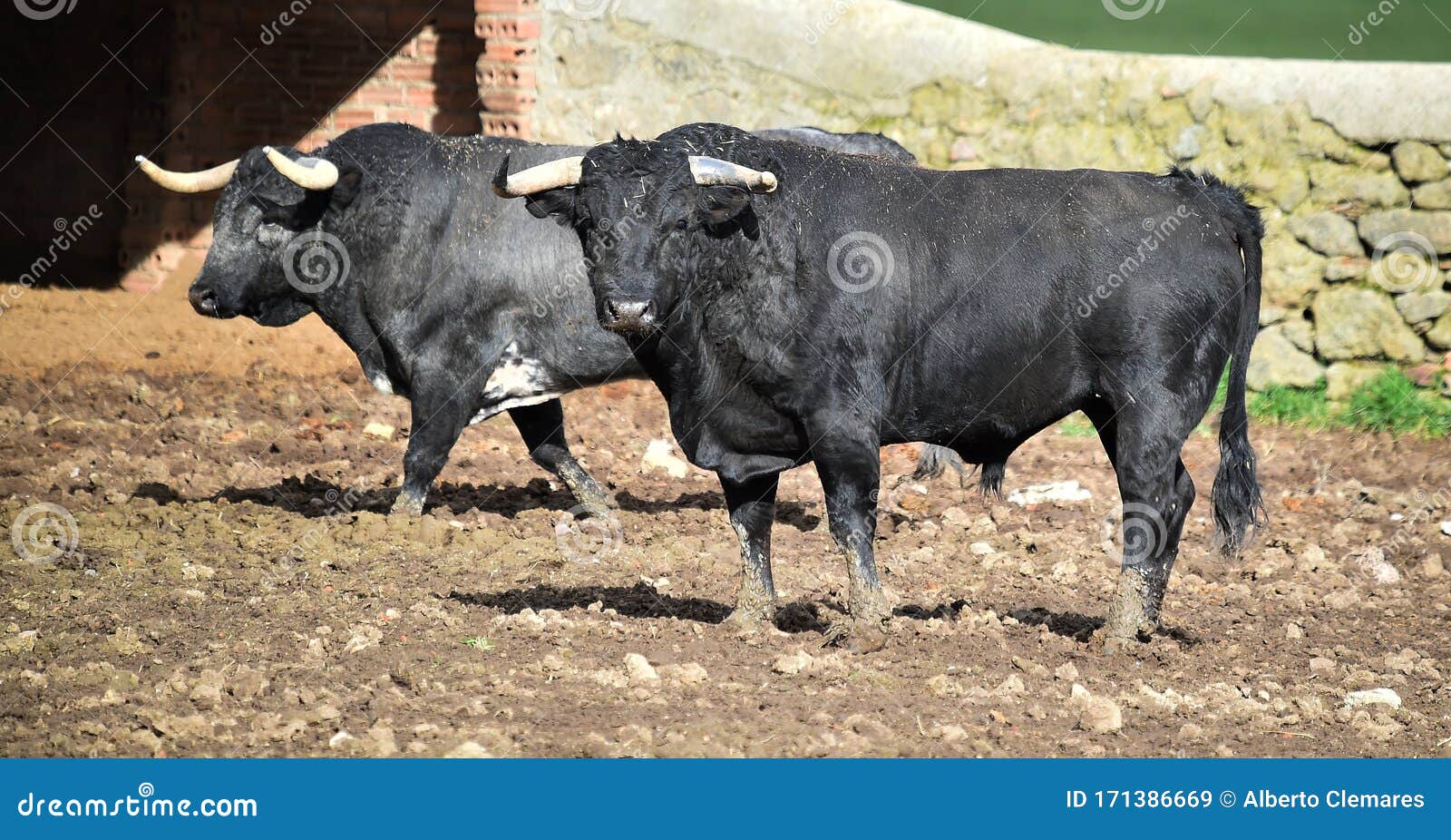 A Bull in the Spanish Cattle Raising Stock Image - Image of background ...