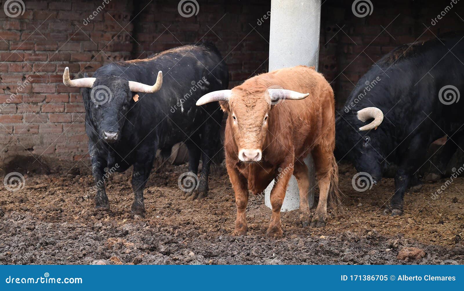 A Bull in the Spanish Cattle Raising Editorial Image - Image of fierce ...