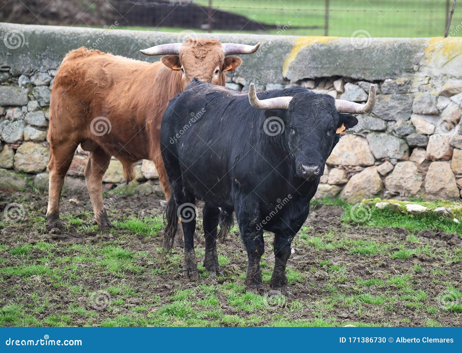 A Bull in the Spanish Cattle Raising Stock Photo - Image of antlers ...