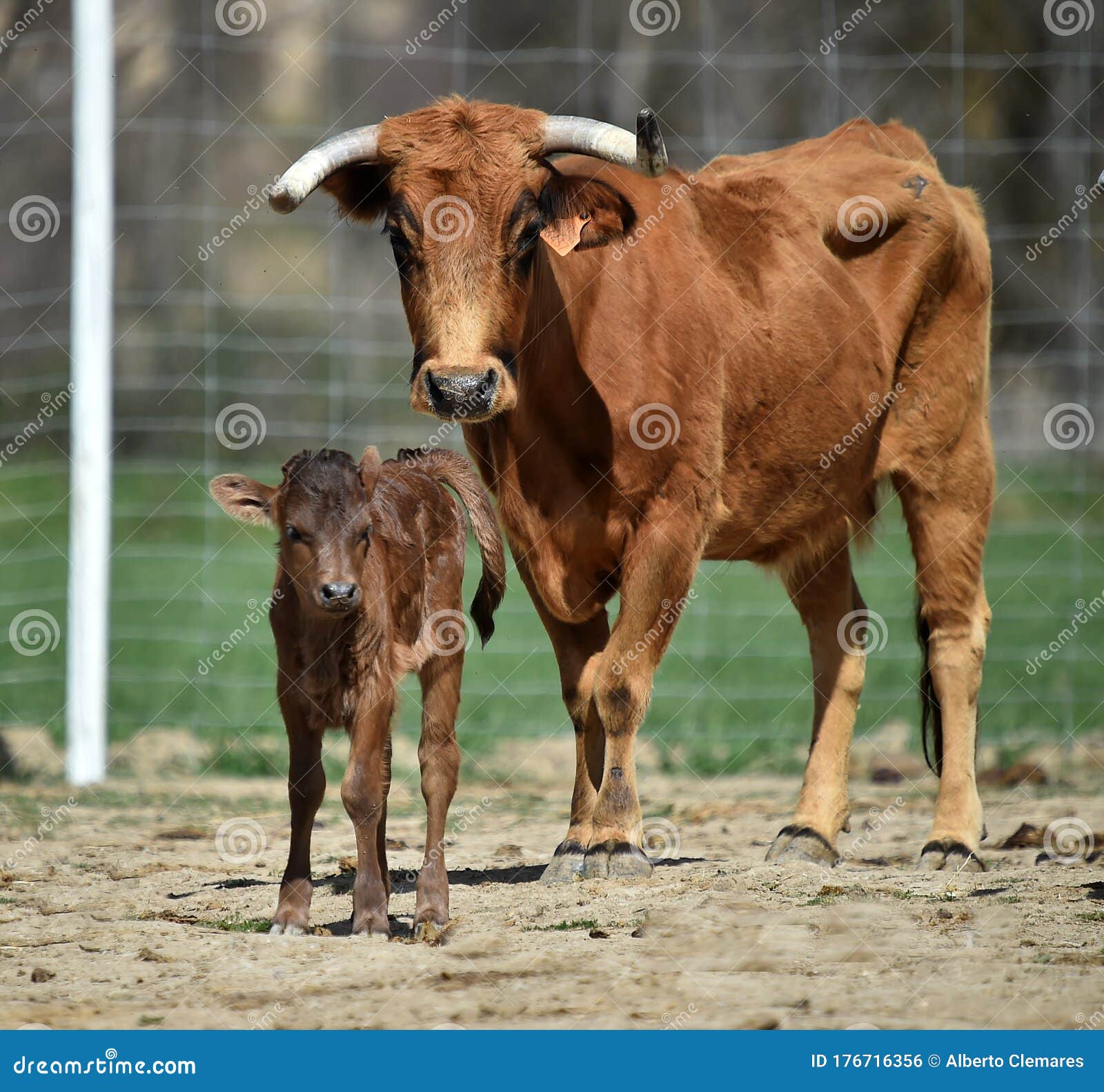 The Bull on the Spanish Cattle Raising Stock Photo - Image of ...