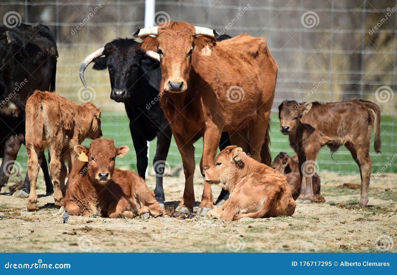 The Bull on the Spanish Cattle Raising Stock Image - Image of mammal ...