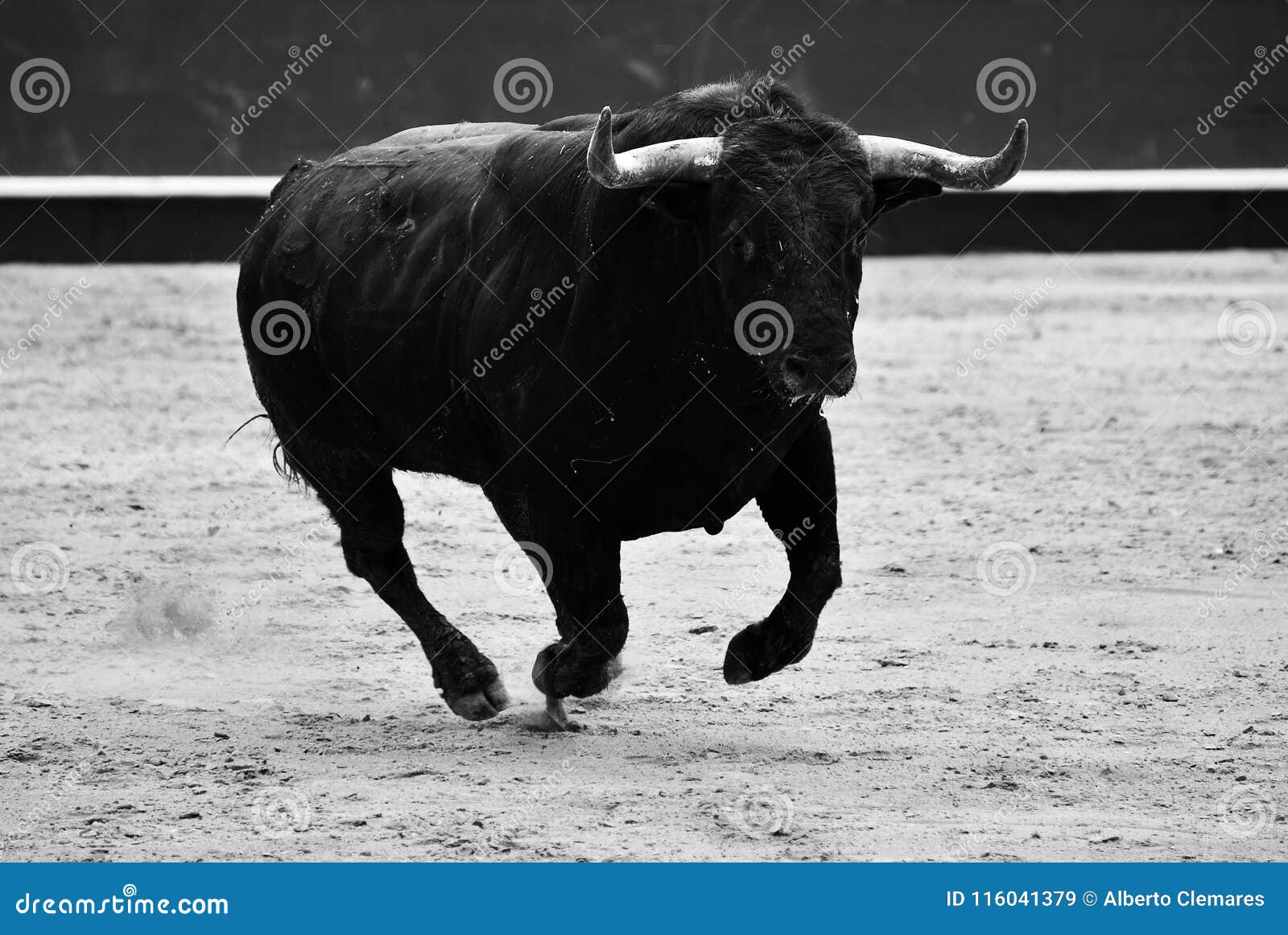 Bull spanish in spectacle stock image. Image of black - 116041379
