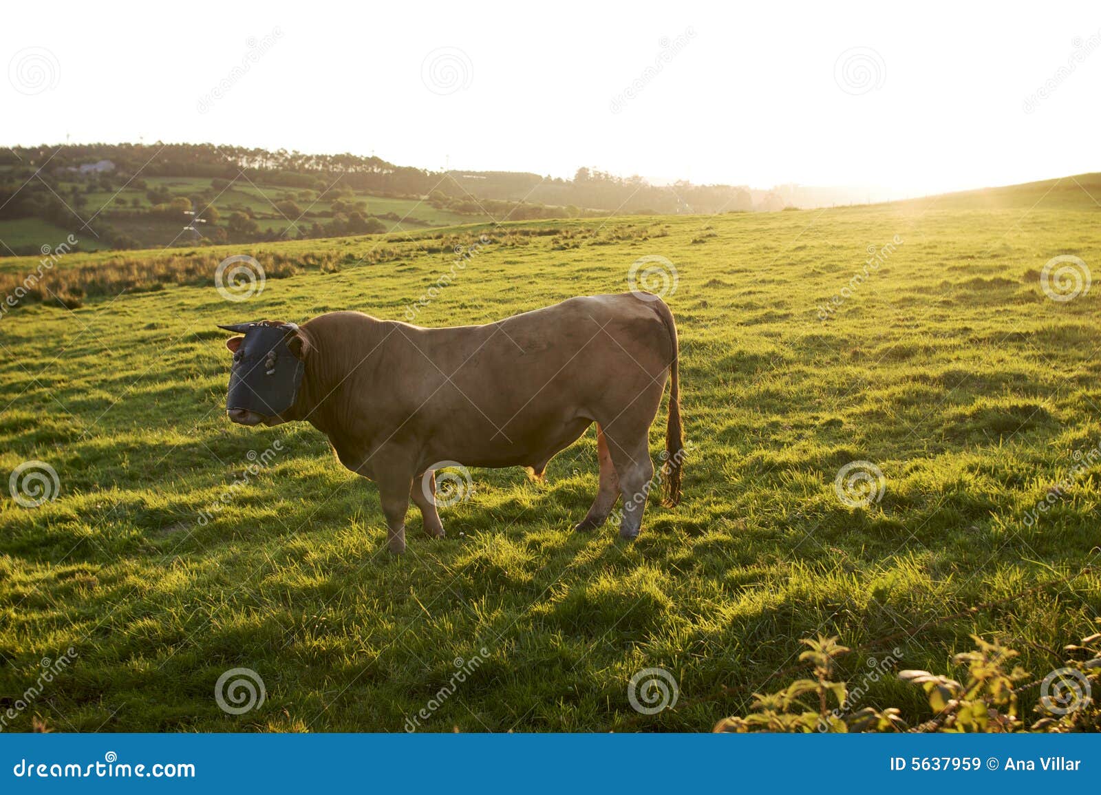 A bull stallion stock image. Image of nature, bulls, detail - 5637959