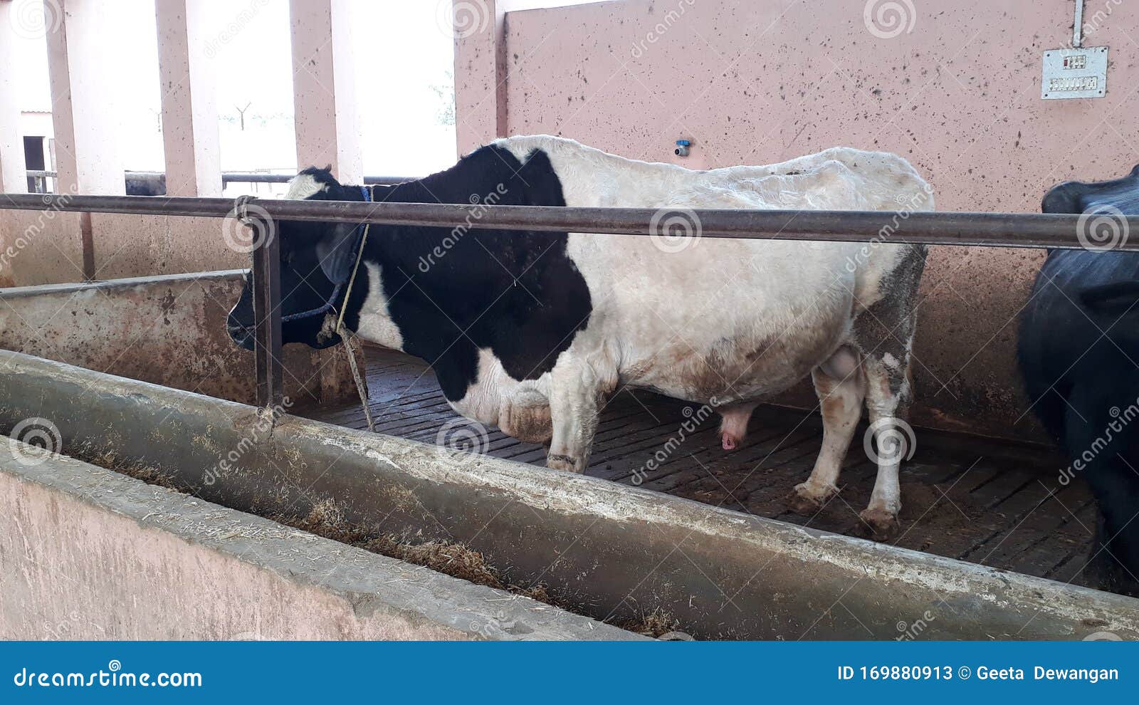 A Bull Standing on a Dairy Form Stock Image - Image of shrubesn, ready ...