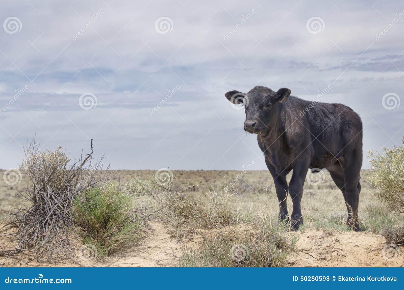 A bull stock photo. Image of rural, brown, summer, animal - 50280598