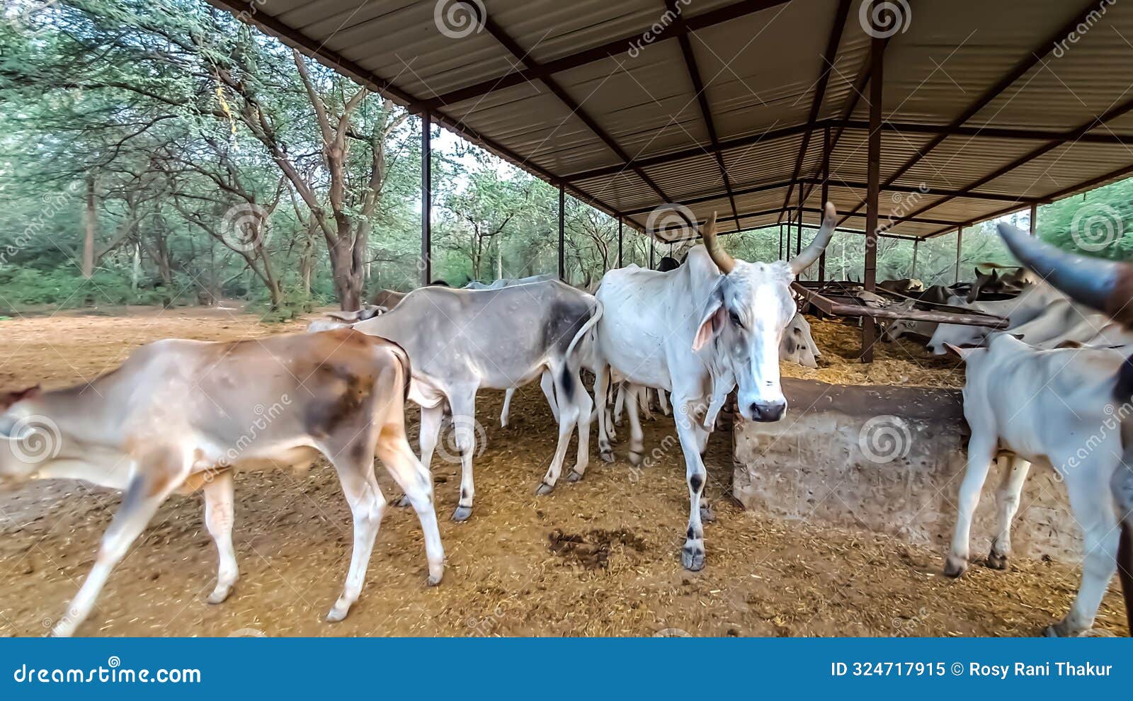 Bull is Standing after Eating Fodder. Stock Image - Image of fields ...