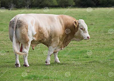 Bull standing in a Field stock photo. Image of livestock - 5999848