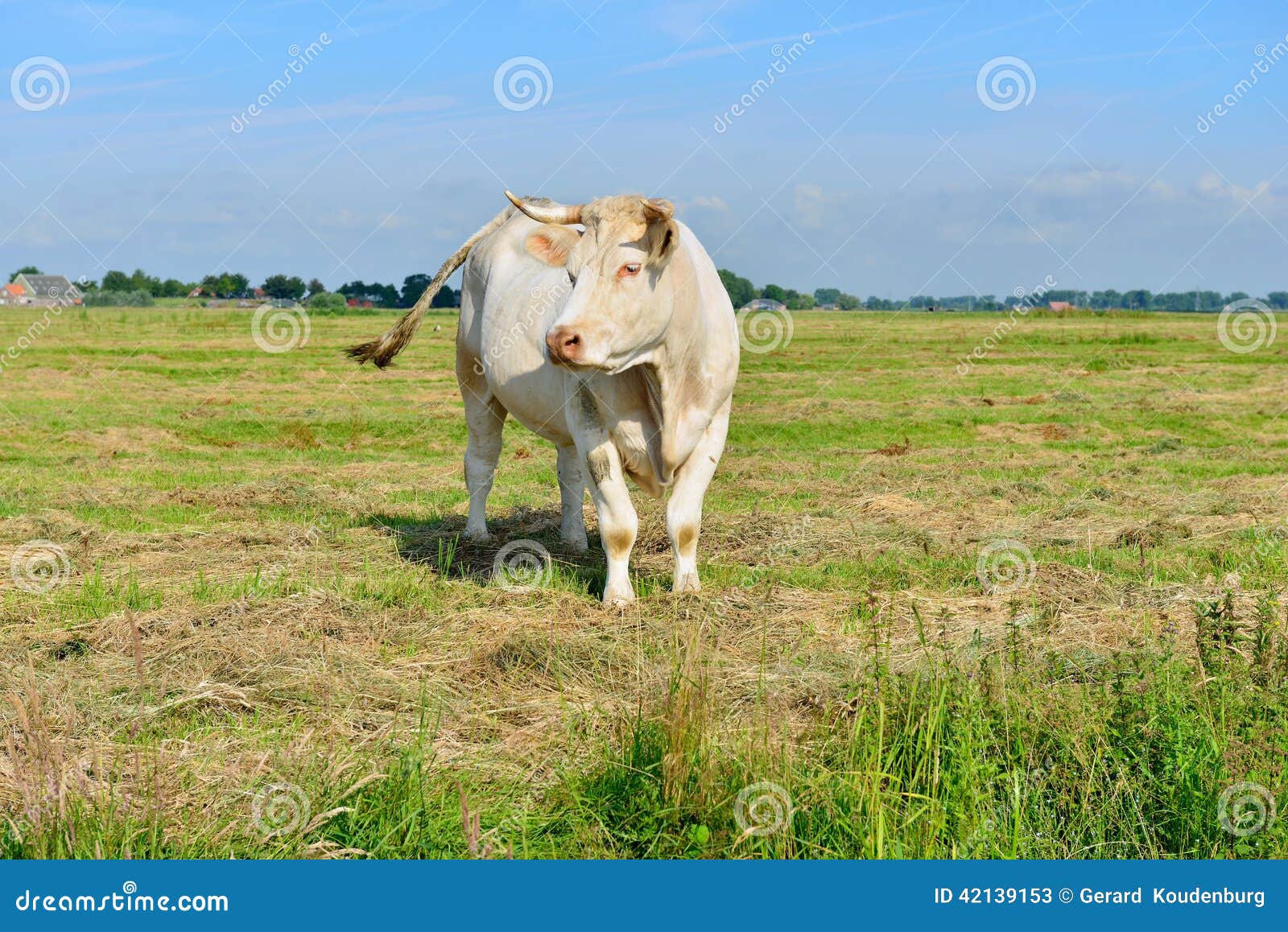 Bull standing in meadow stock image. Image of farming - 42139153