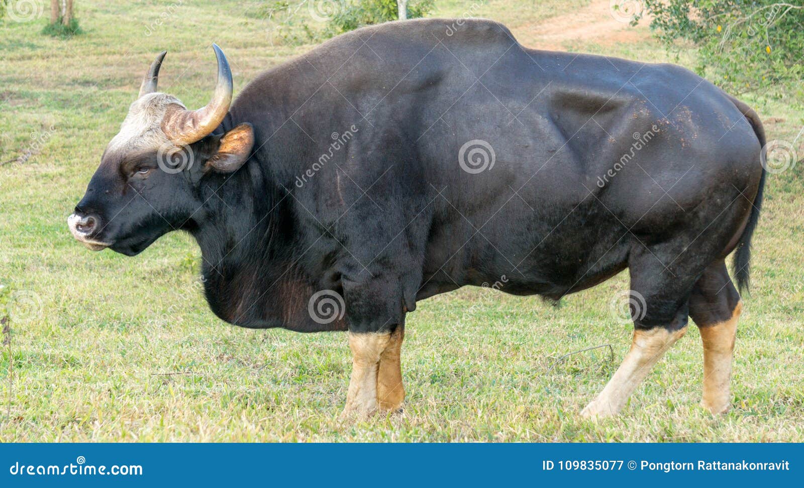 Bull Standing in Wild Field Stock Image - Image of bison, male: 109835077