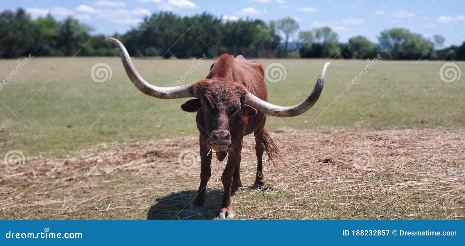 Bull staring at bystanders stock image. Image of pasture - 188232857