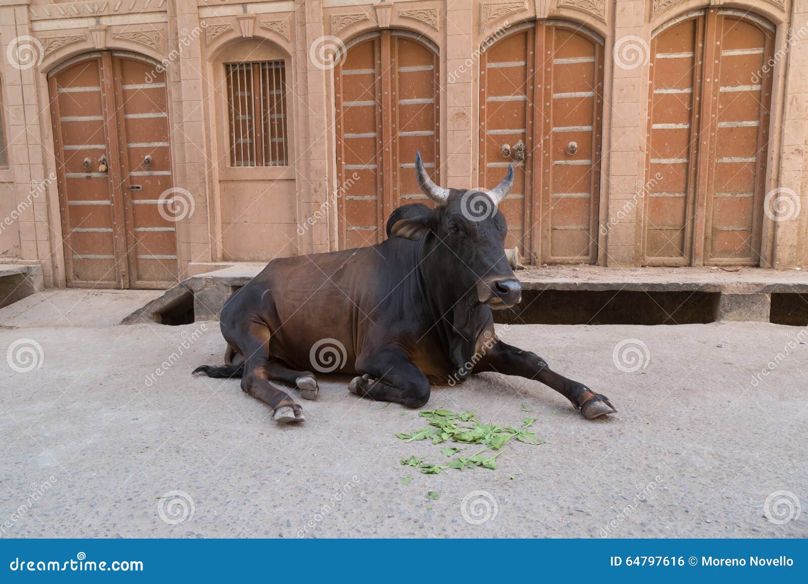 2,123 Bull Sit Stock Photos - Free & Royalty-Free Stock Photos from ...