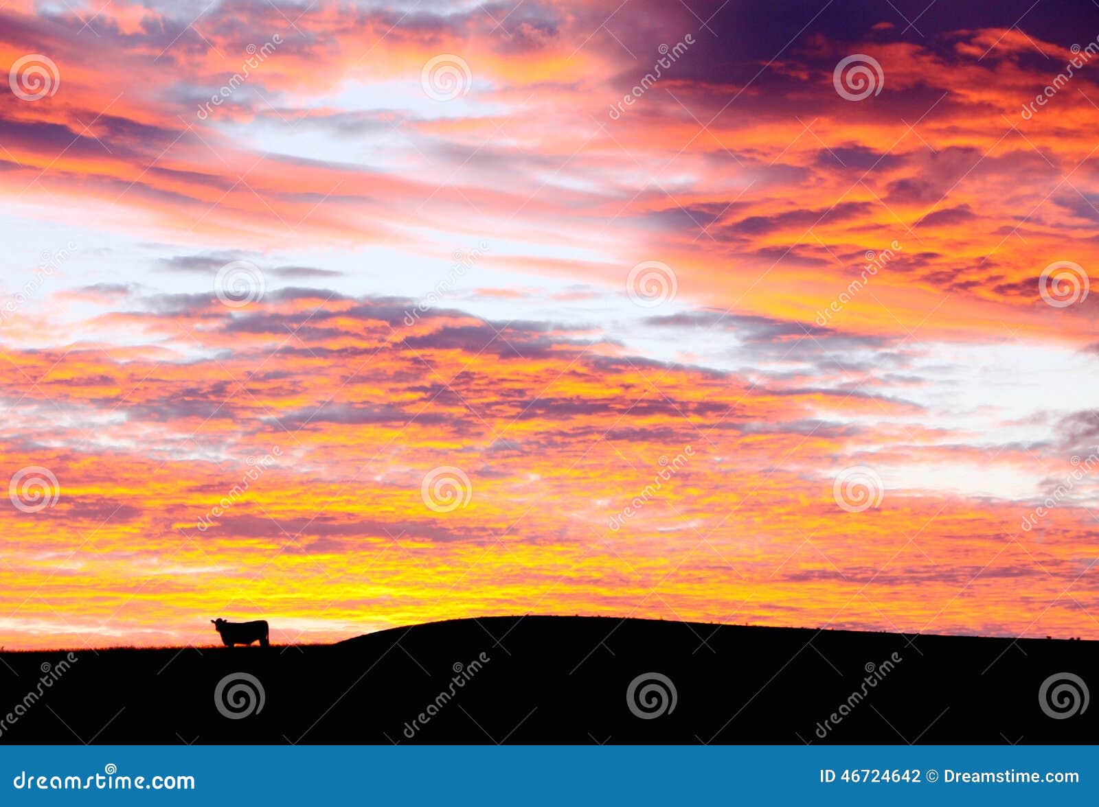 Bull at sunset stock photo. Image of sunset, silhouette - 46724642