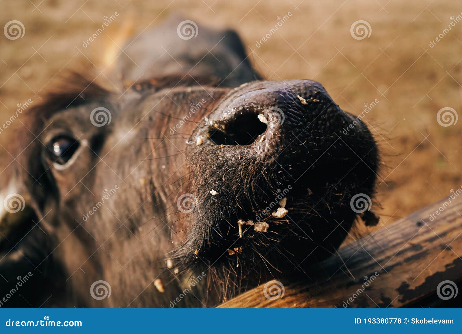 The Bull is a Symbol of 2021. the Black Bull Looks into the Frame Stock ...