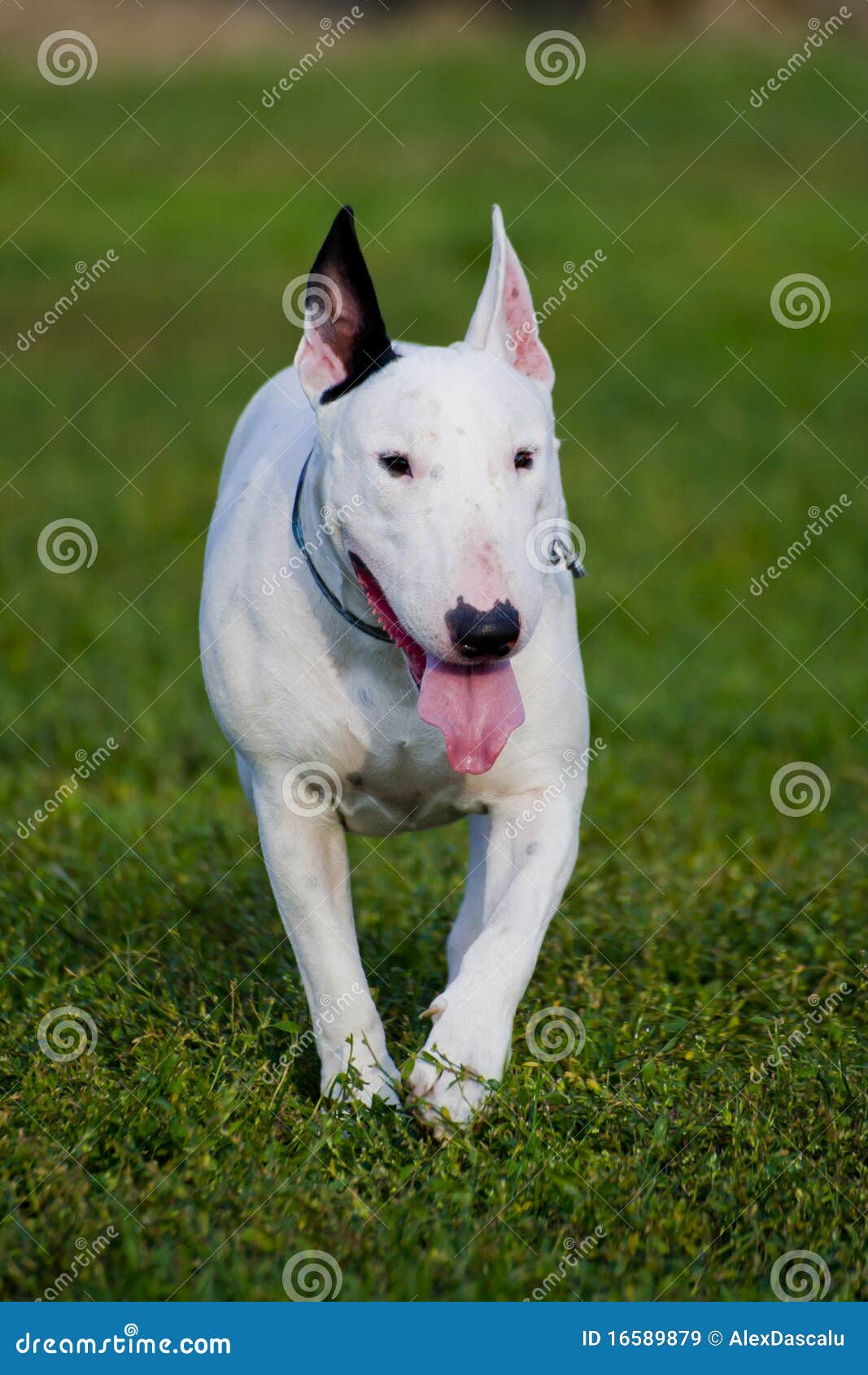 Bull terrier stock image. Image of spot, running, obedient - 16589879
