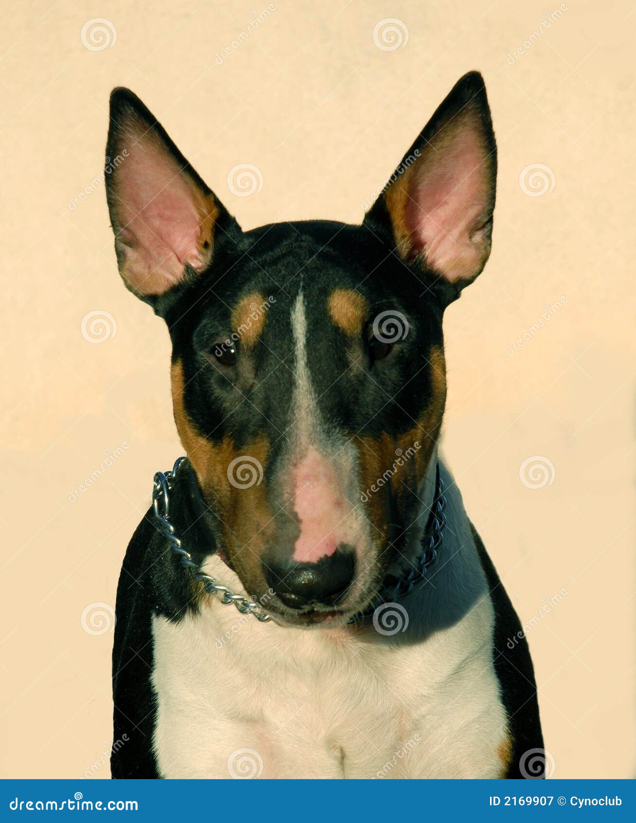Bull terrier stock image. Image of canine, puppies, mutt - 2169907