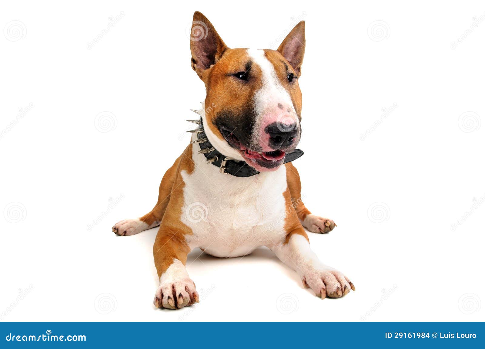 Bull terrier foto de stock. Imagem de ofensa, olhar, macho - 29161984