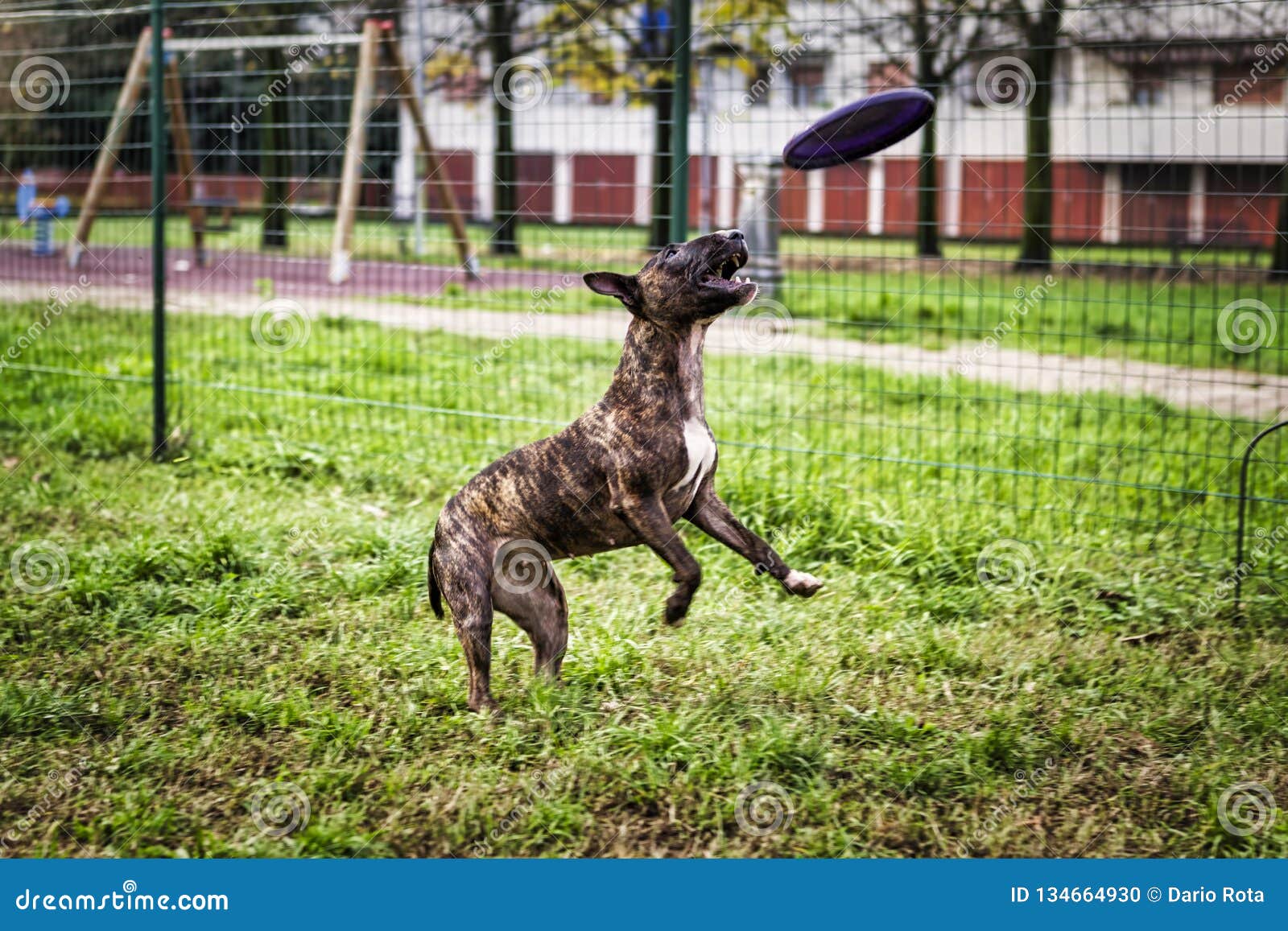 Bull terrier grabbing disc stock photo. Image of park - 134664930