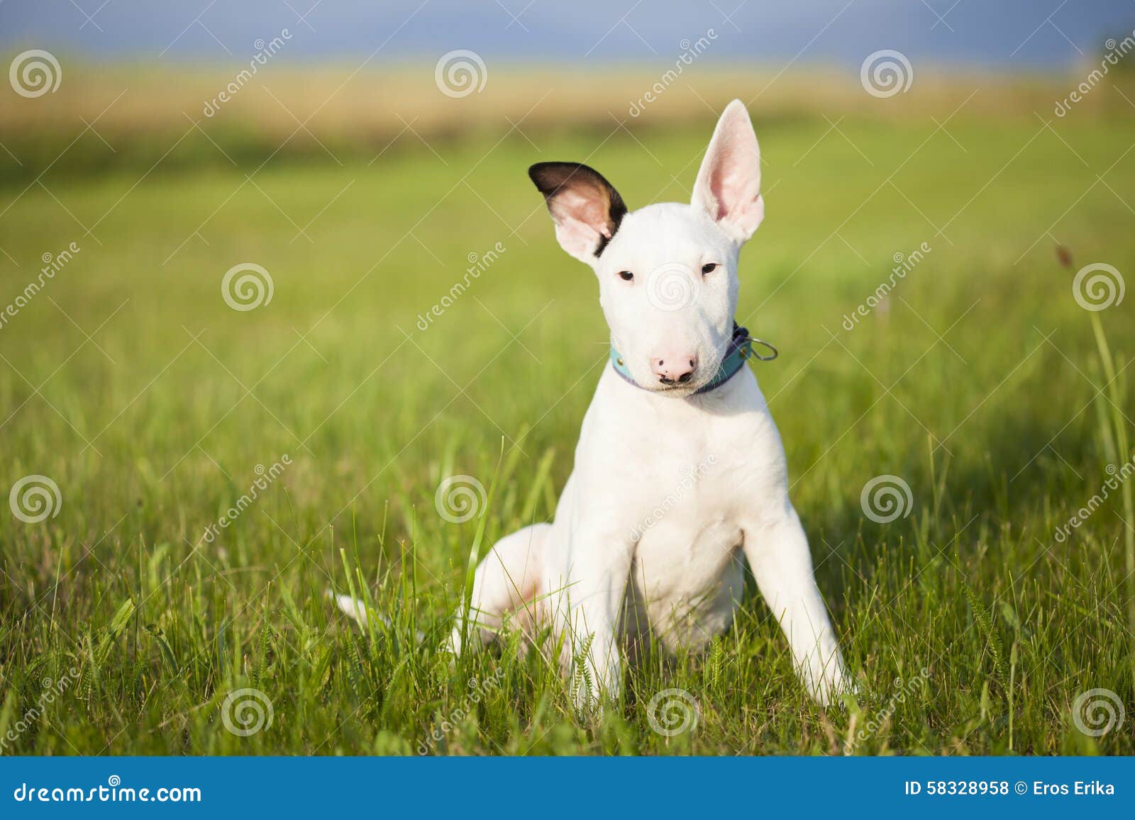 Bull Terrier Puppy Playing in the Grass Stock Photo - Image of baby ...