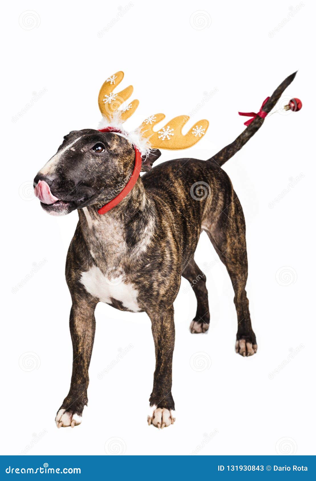 Bull Terrier Que Lambe a Boca Com Chifres Da Rena Imagem de Stock ...