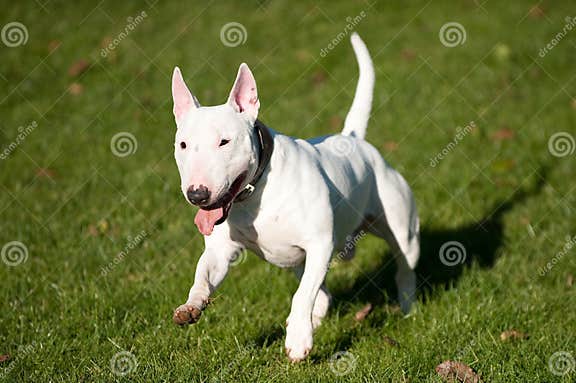 Bull terrier running stock image. Image of white, jump - 20323773