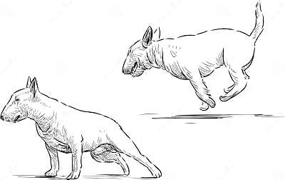 Bull terrier sketches stock vector. Illustration of drawings - 49540095