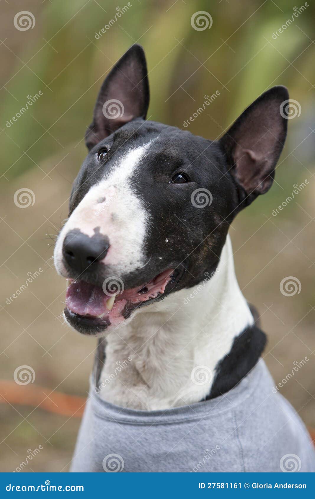 A Bull Terrier smiling stock image. Image of features - 27581161