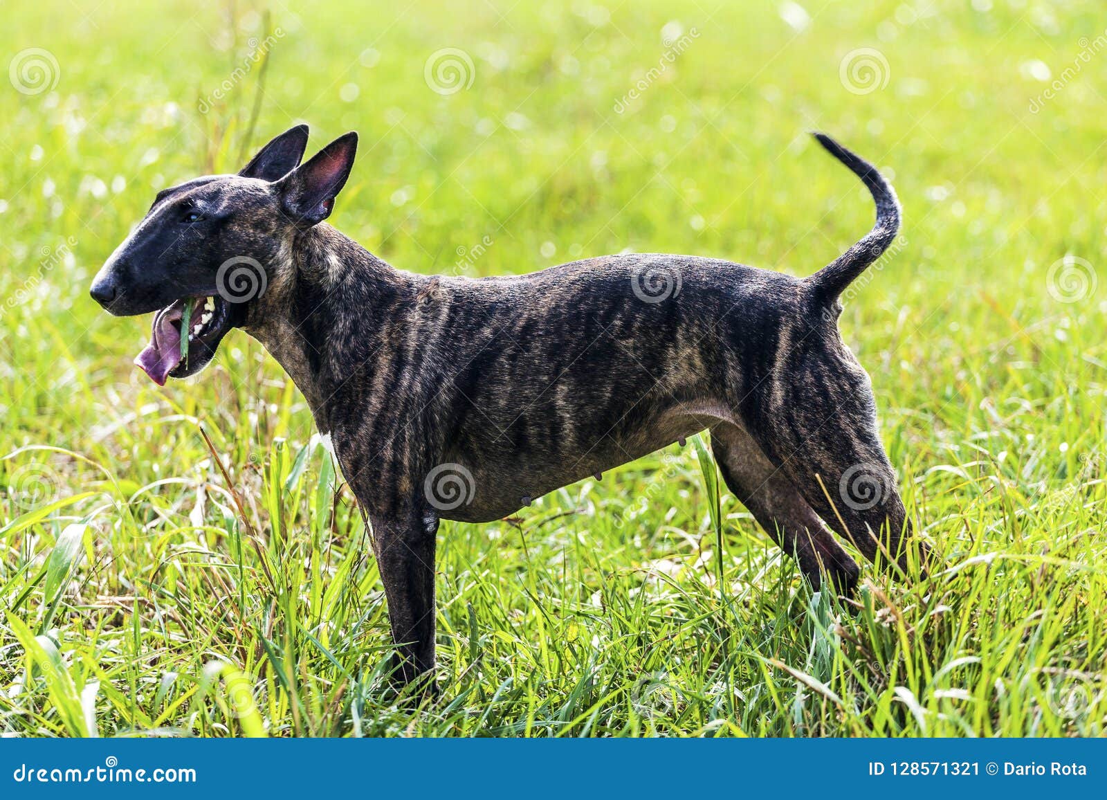 Bull Terrier Standing on the Grass Stock Image - Image of bull, terrier ...