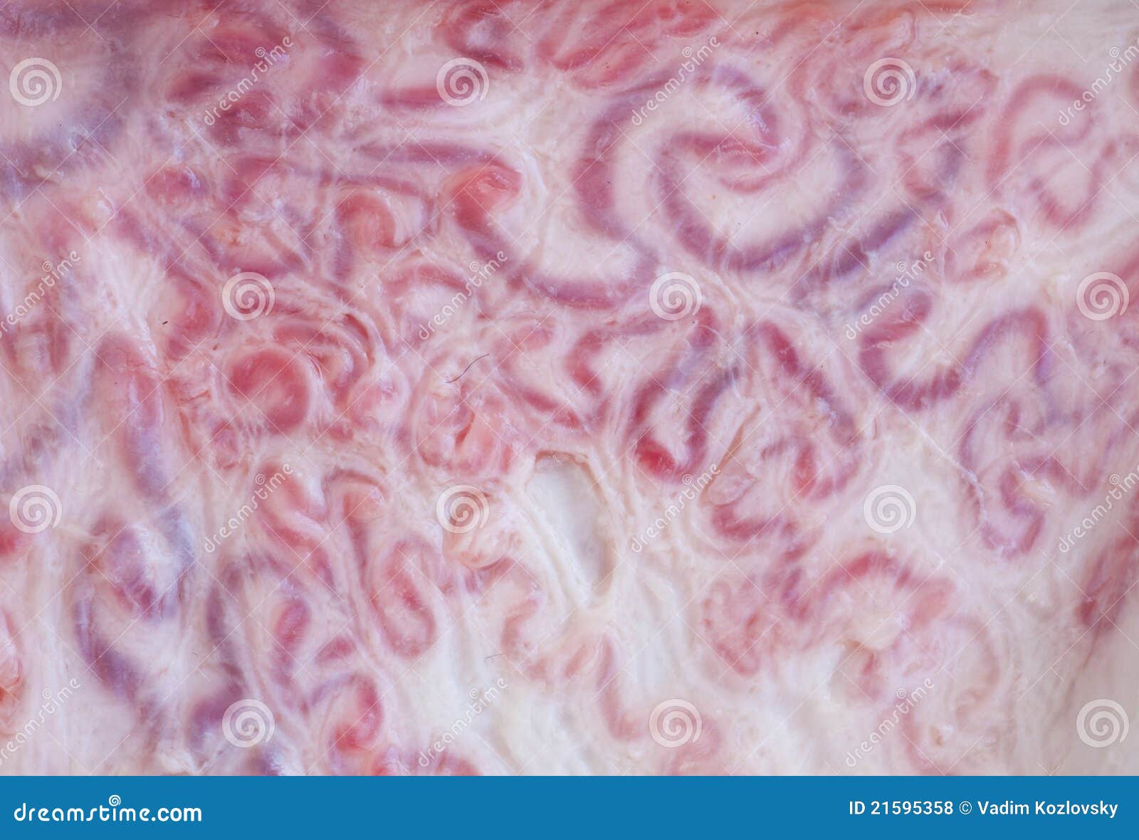 Bull testicles stock photo. Image of nature, reptoduction - 21595358