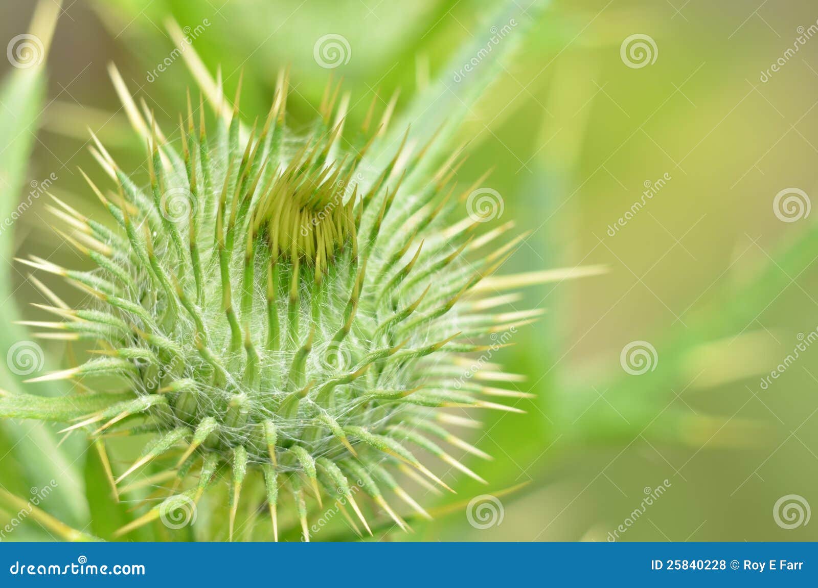 Bull Thistle Bud stock photo. Image of thorns, field - 25840228