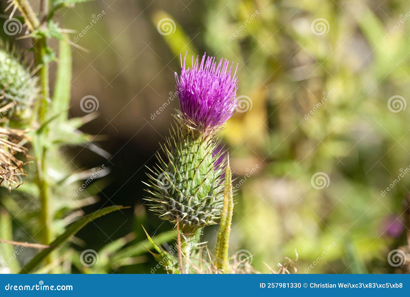 Bull Thistle, Cirsium Vulgare Stock Photo - Image of plant, herb: 257981330