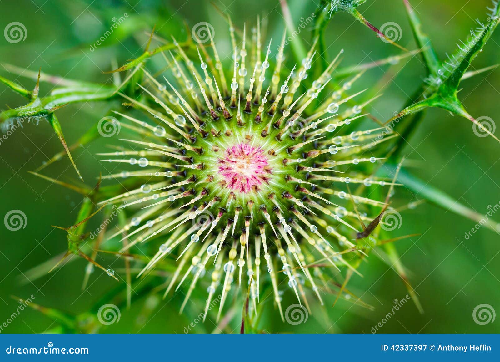 Bull Thistle Flower Stock Photo | CartoonDealer.com #6071730