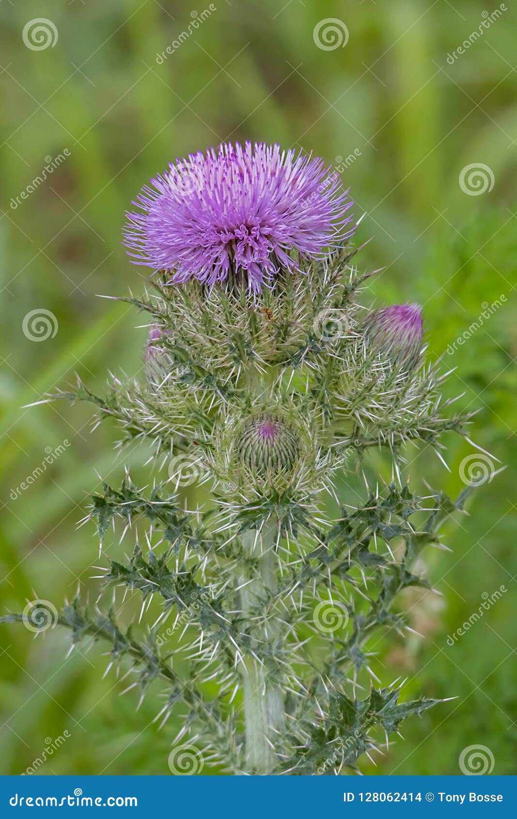Bull Thistle Flower Head stock photo. Image of floral - 128062414