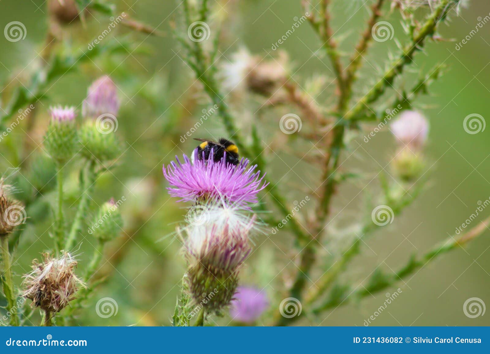 Bull Thistle with Insect Closeup View Selective Focus on Foreground ...