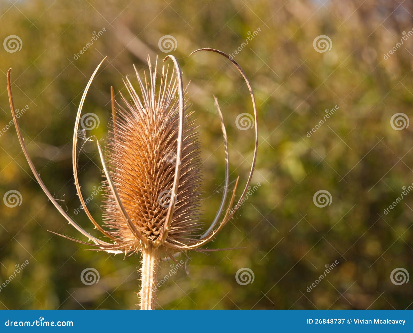 Bull Thistle Seed