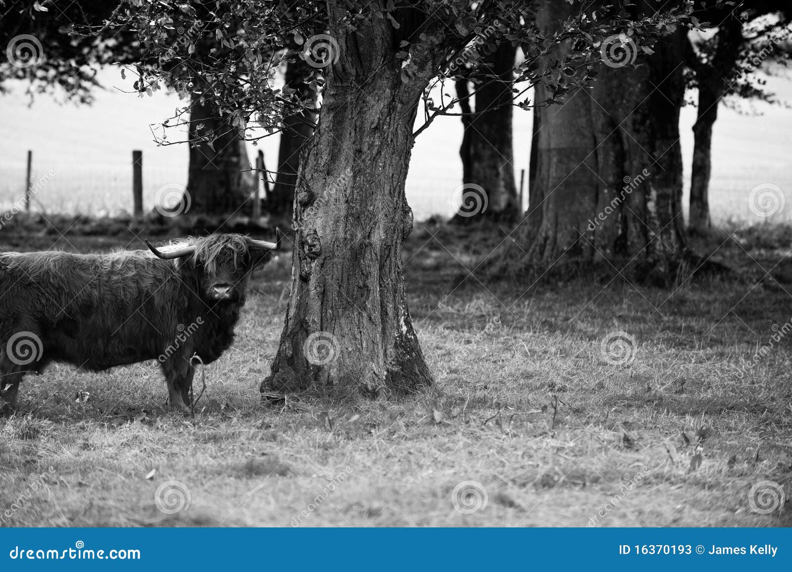 Bull and tree stock image. Image of rural, animal, tree - 16370193