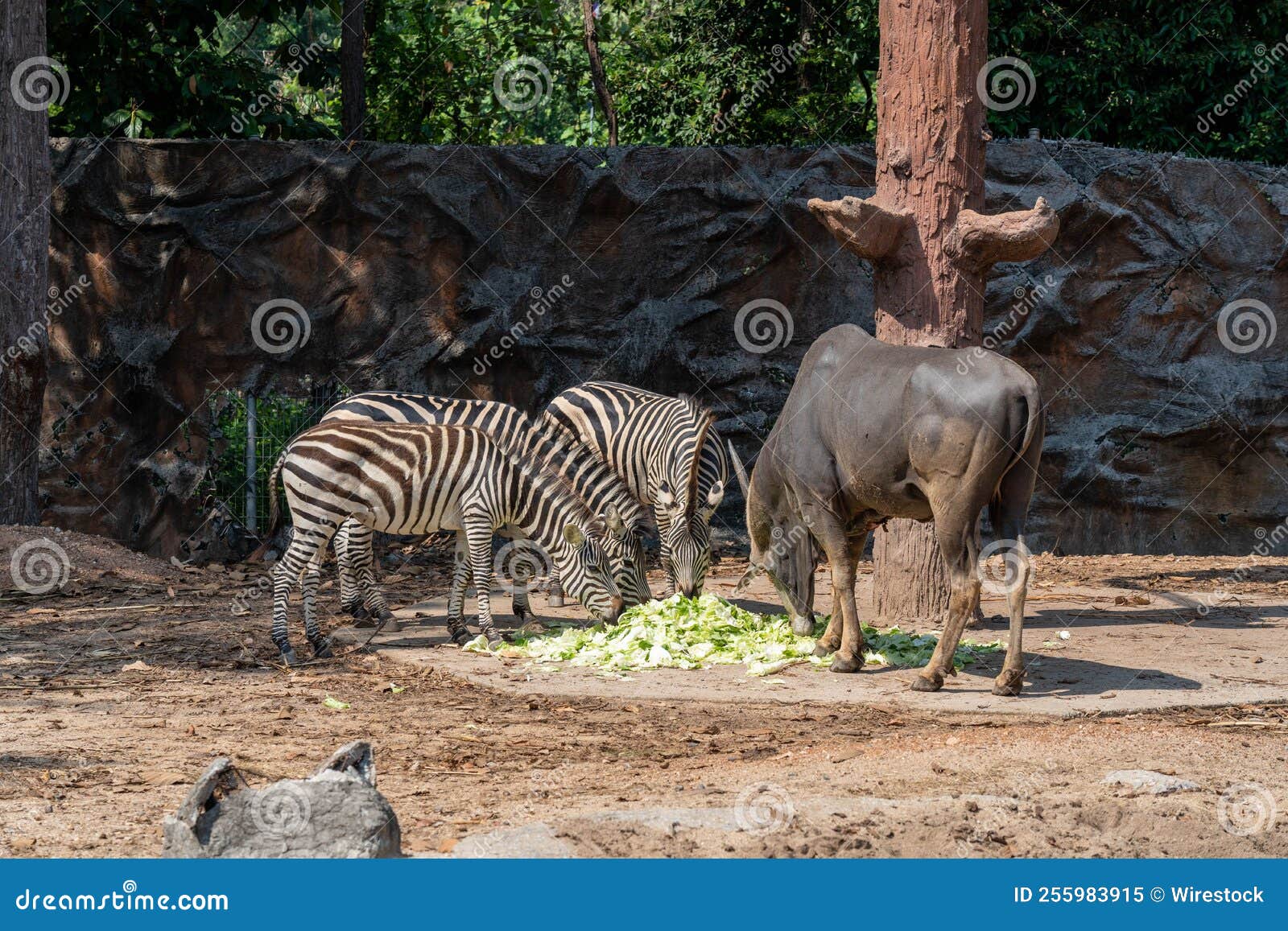 Bull and Two Zebras Grazing in the Zoo Stock Image - Image of zebras ...