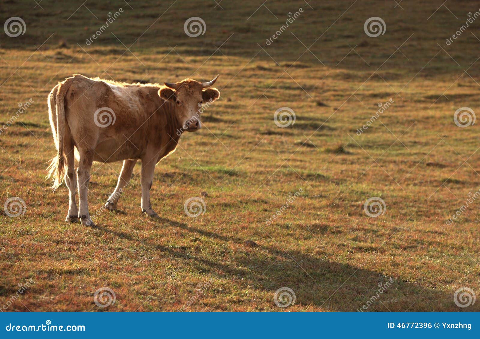Bull under sun stock photo. Image of grass, field, light - 46772396