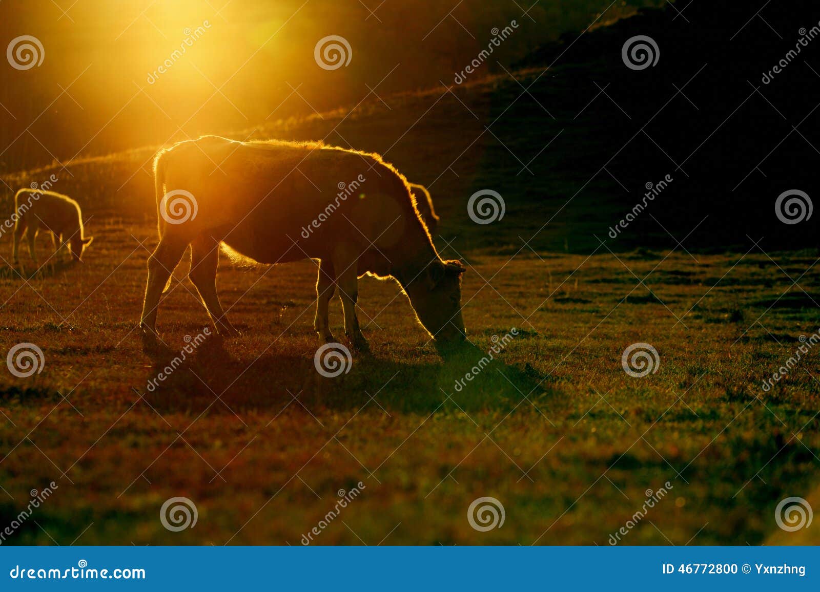 Bull under sun stock photo. Image of oxen, farm, mammals - 46772800